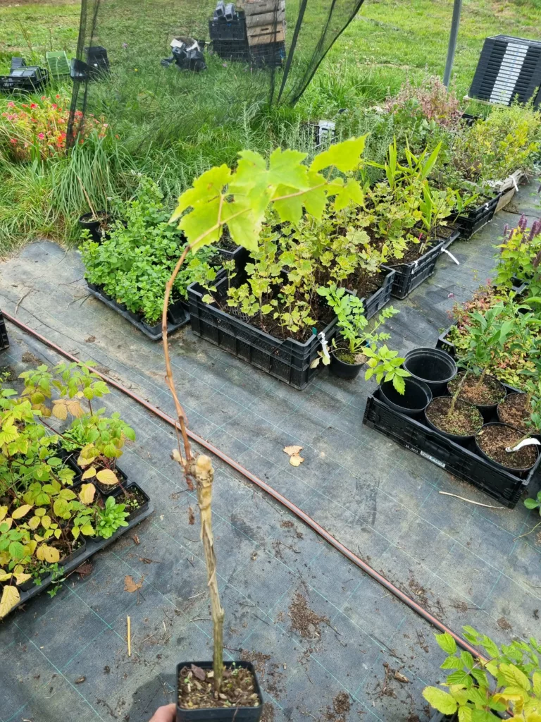 Vigne Sultanine greffée | Pépinière - Les Jardins de l'oiseau